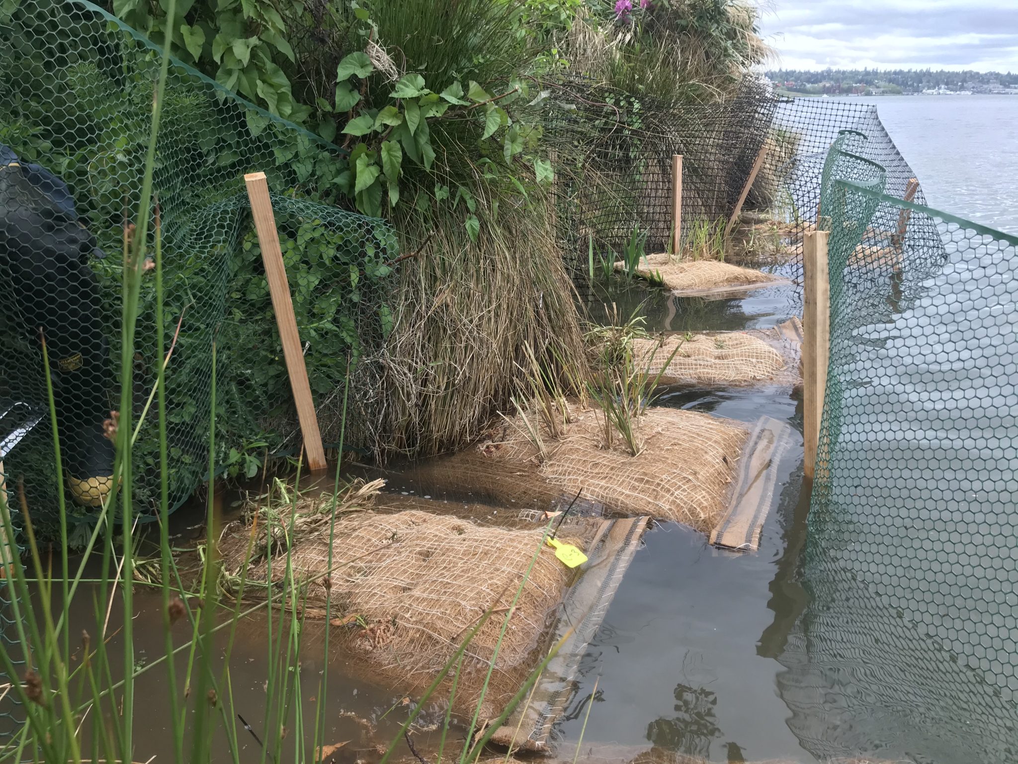 Floating Wetlands in Lake Union